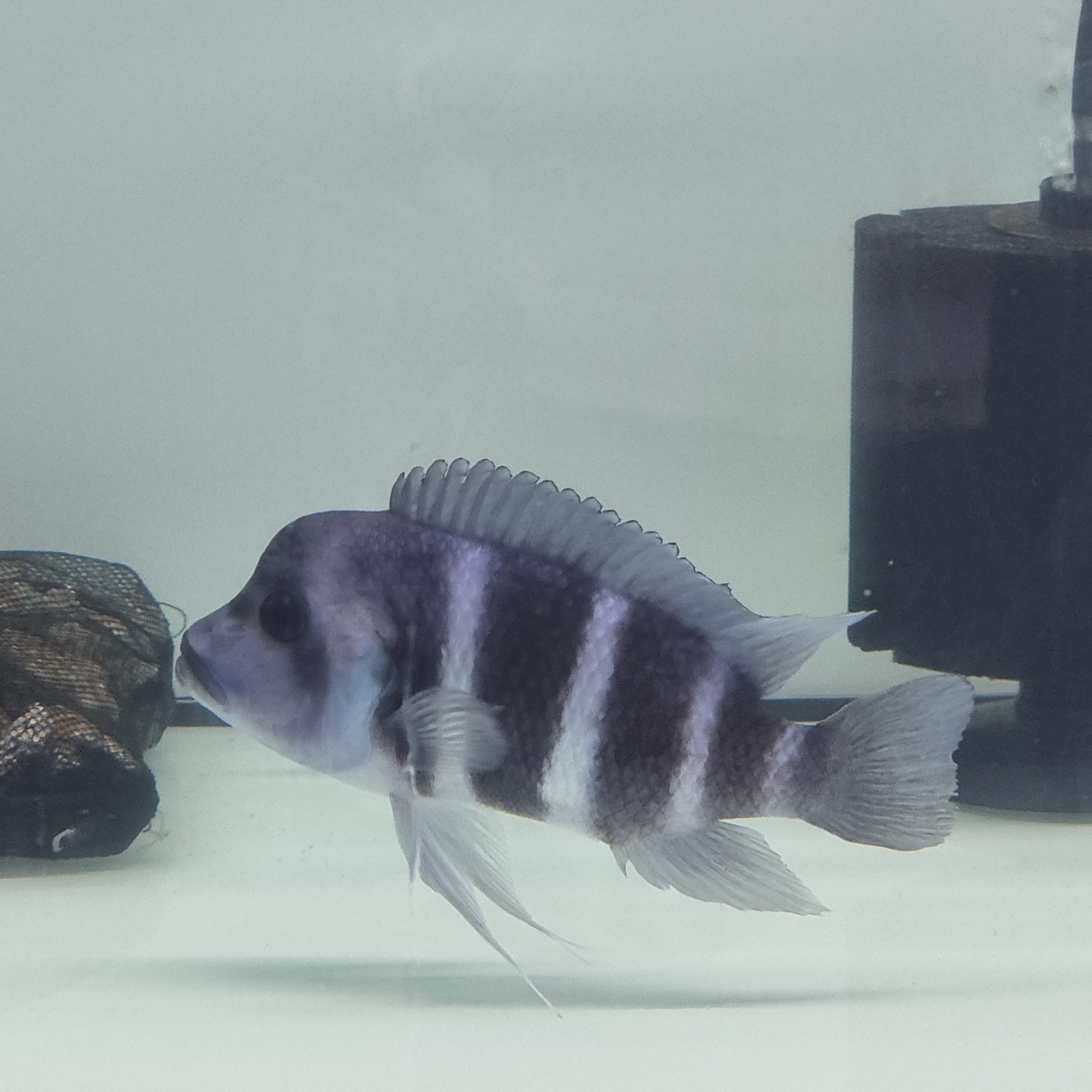 One Stop Aquarium Toa Payoh - Blue Zaire Frontosa