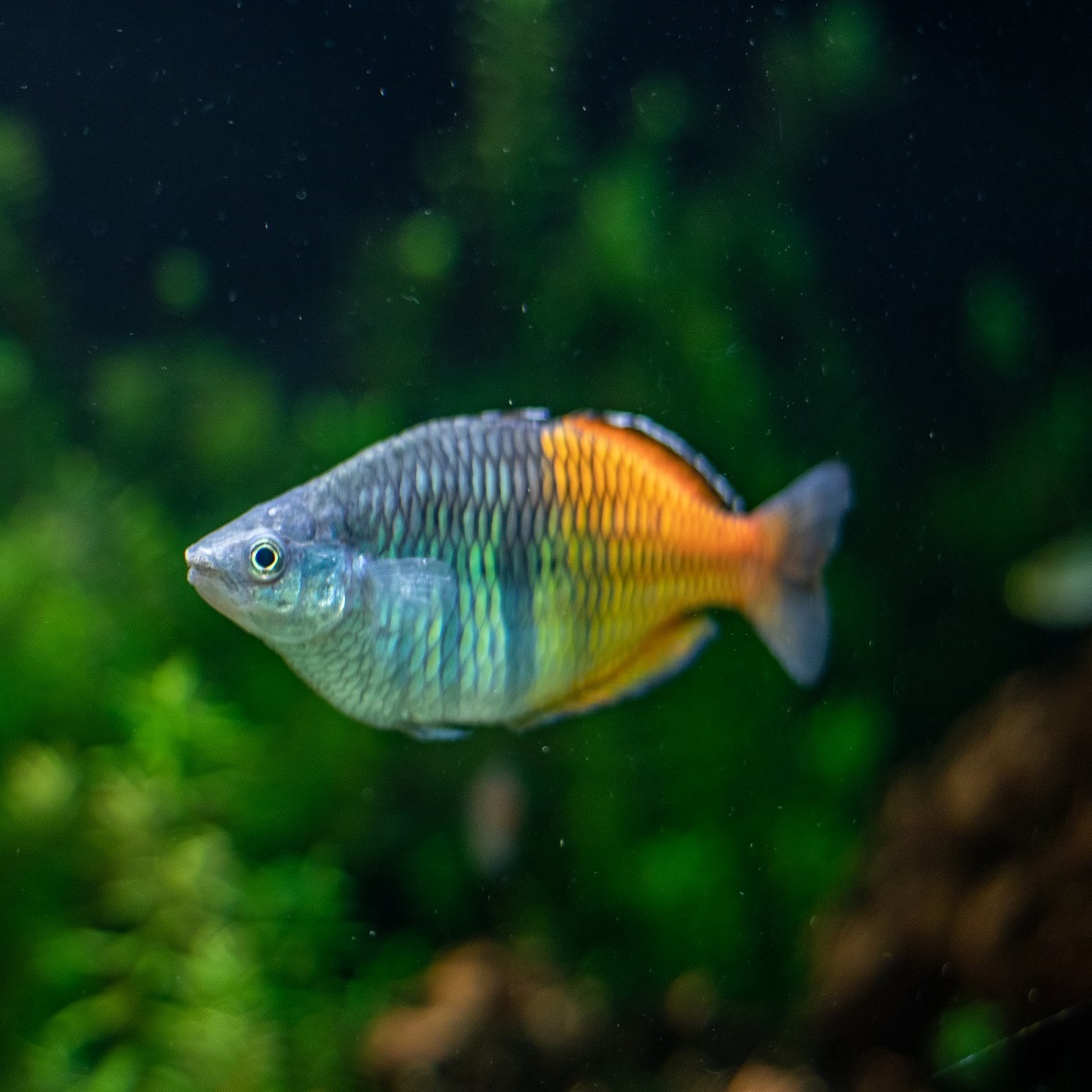 Fish Bazaar Pasir Ris - Boesemani Rainbow Fish