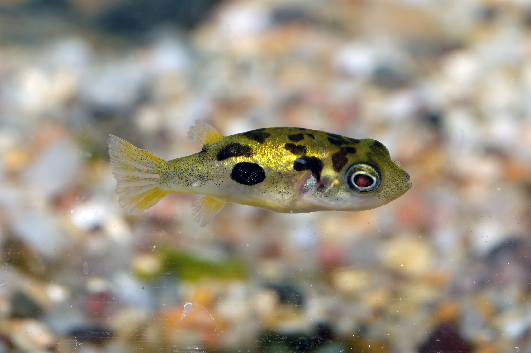 Fish Bazaar Pasir Ris - Dwarf Pufferfish