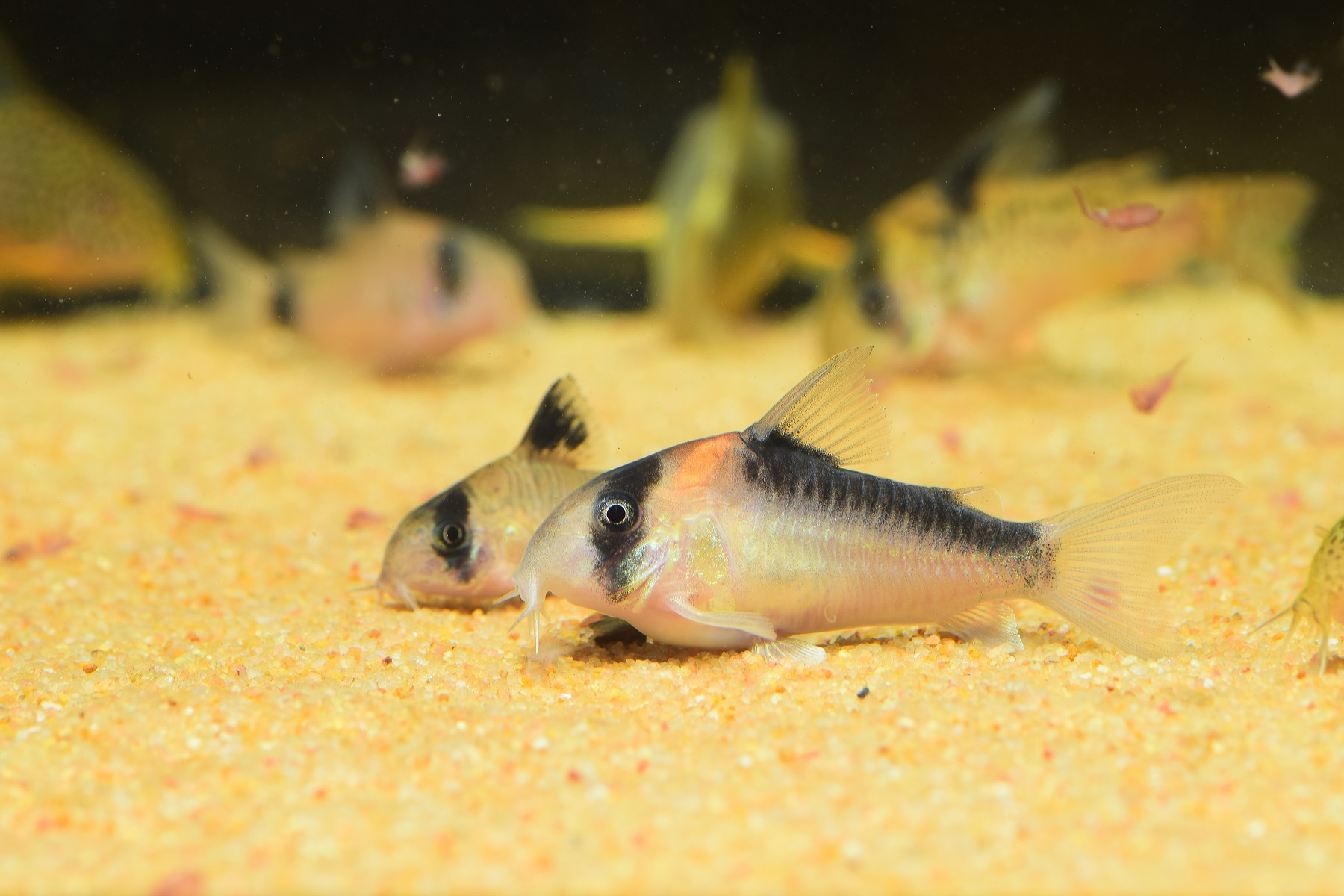 Corydoras Adolfoi