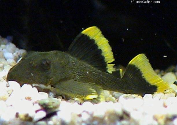 FishList by DesmondLim Teck Whye - Pleco L47 (Magnum/ Mango)