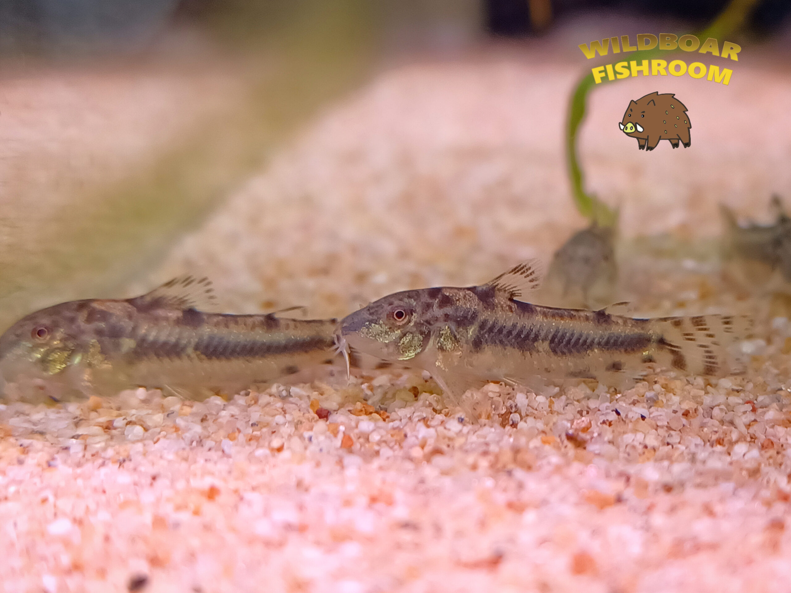 Fishyhub: Aquarium, Pet Fish, Build your own tank