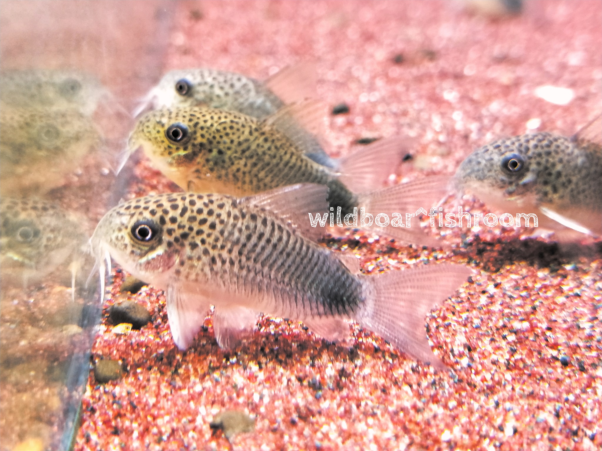 Buy Corydoras similis, Fish & Livestock Online in Singapore