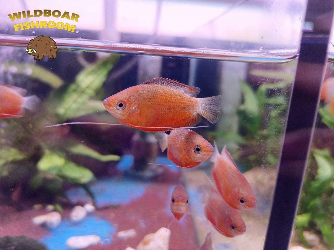 Wildboar Fishroom Bukit Timah - Red Honey Gourami