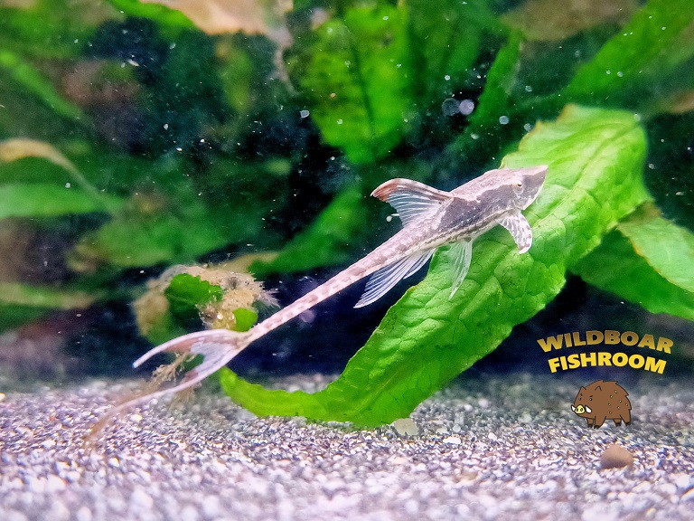Royal Whiptail Catfish