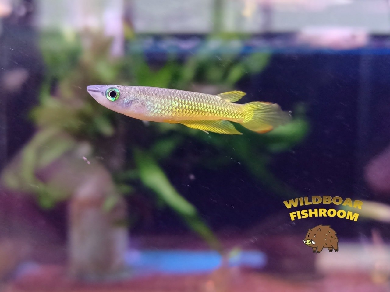 Pygmy Killifish