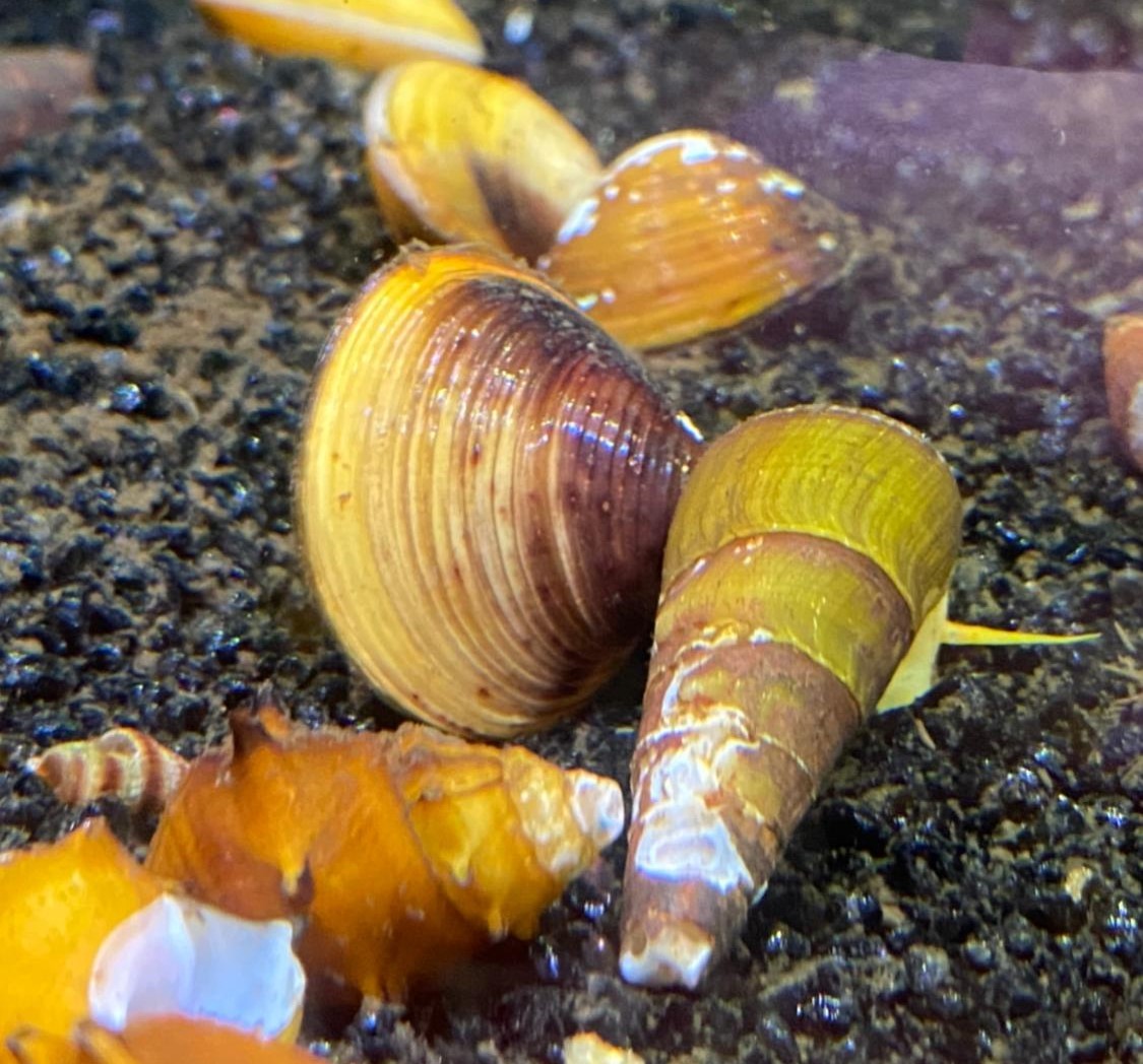 AngelHub Aquatics Boon Keng - Freshwater Clams