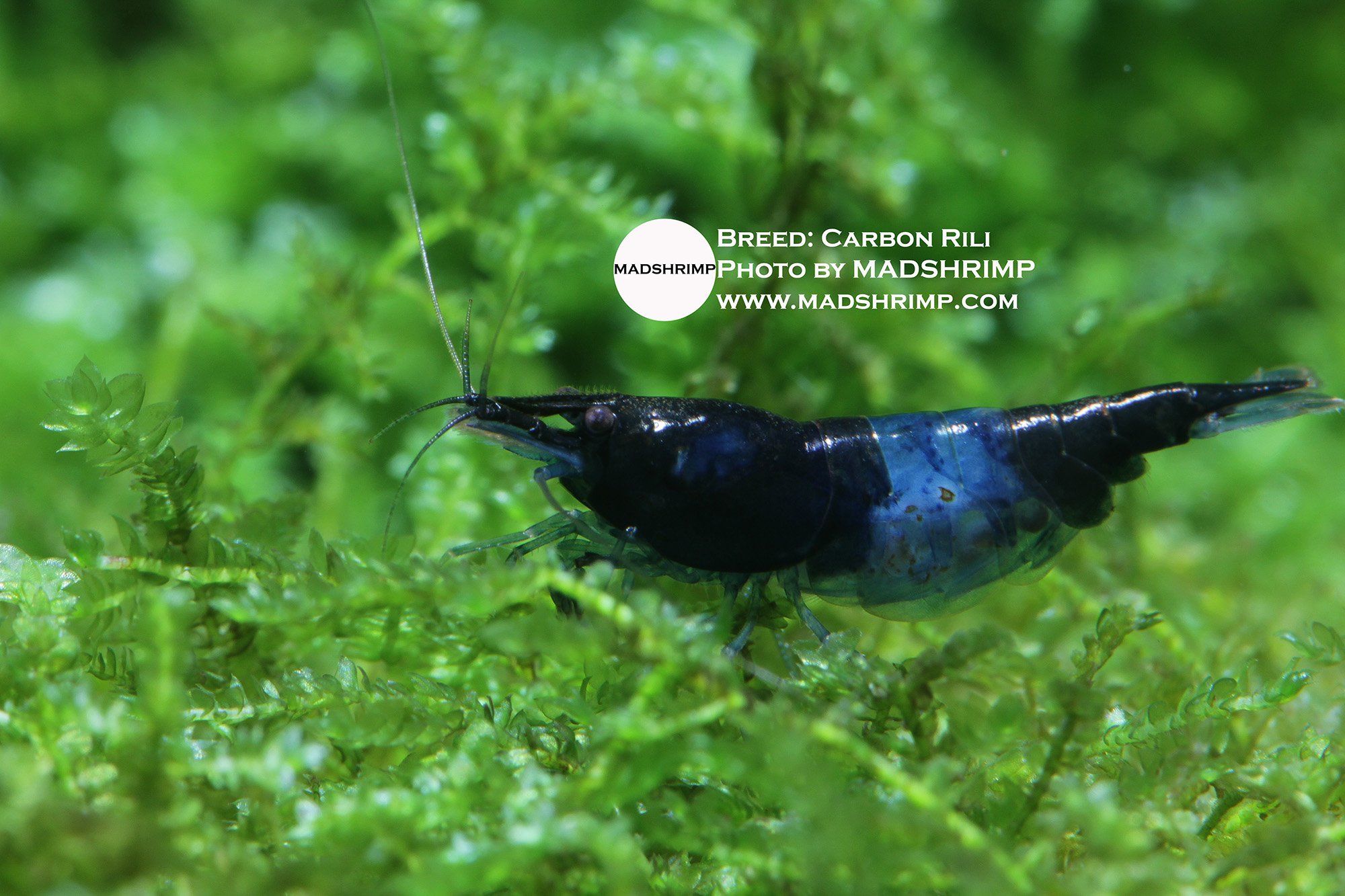 MADSHRIMP Sembawang - Carbon Rili Shrimp