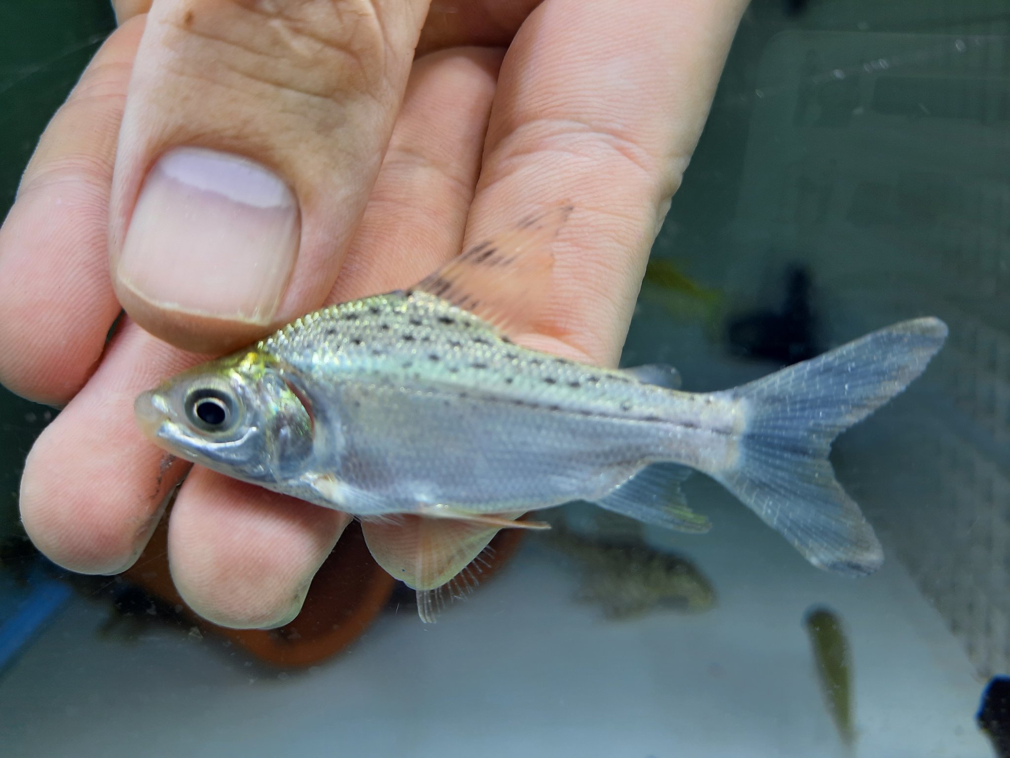 FishList by DesmondLim Teck Whye - Red tail prochilodus