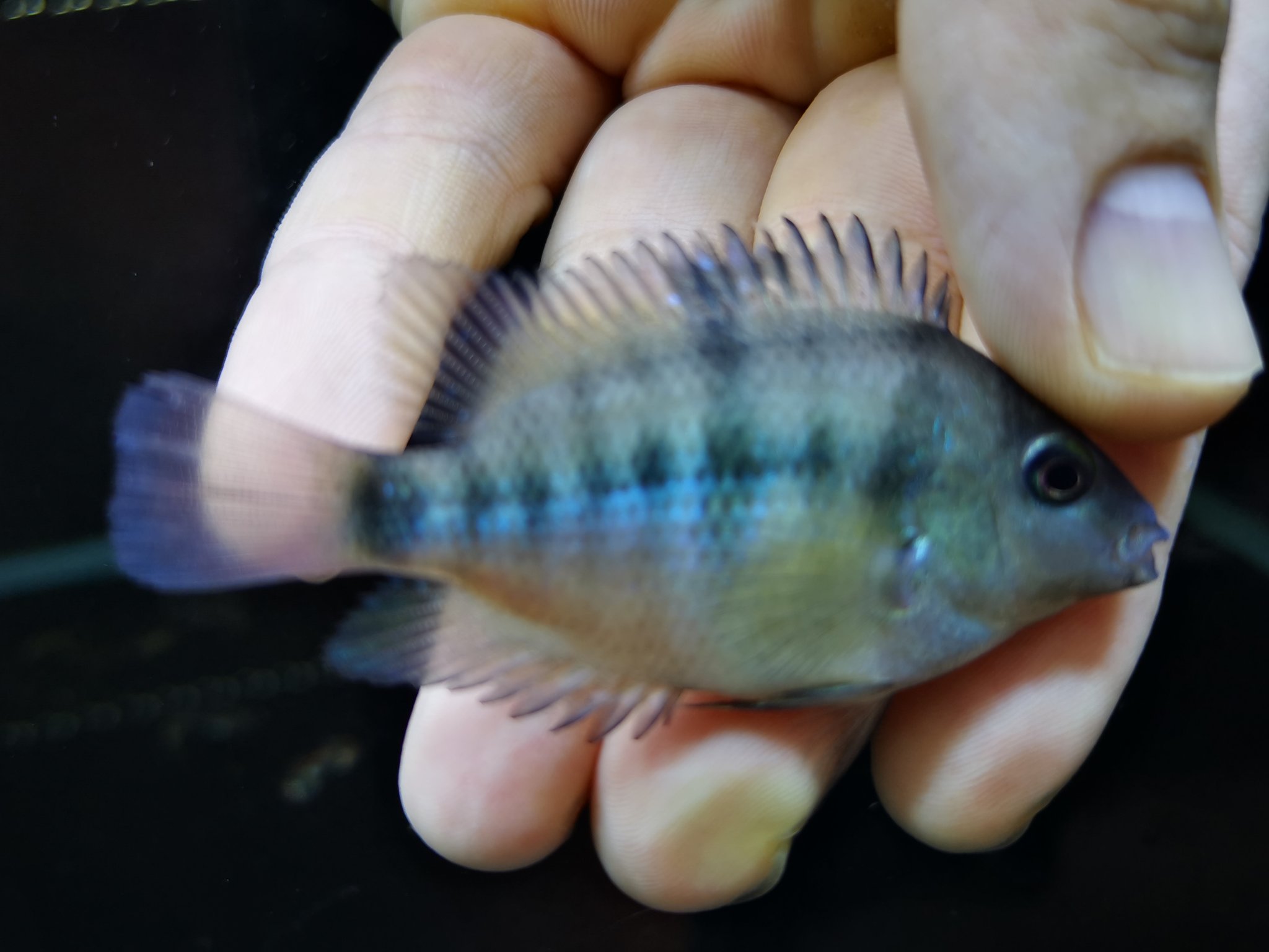 FishList by DesmondLim Teck Whye - Cichlid Cryptoheros cutteri