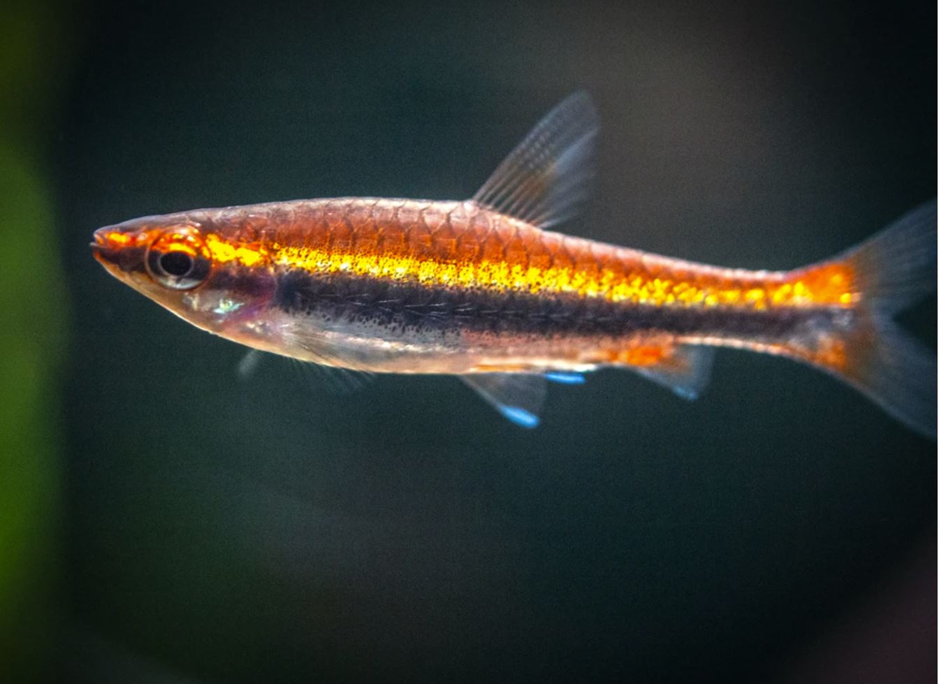 Buy Red Beckfords Pencilfish, Fish & Livestock Online in Singapore