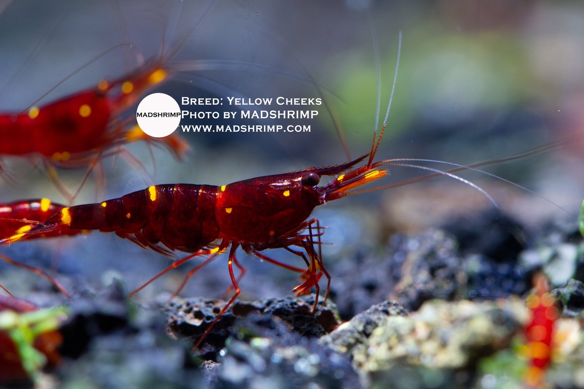 Buy Sulawesi Yellow Cheeks Caridina Shrimp, Fish & Livestock Online in ...