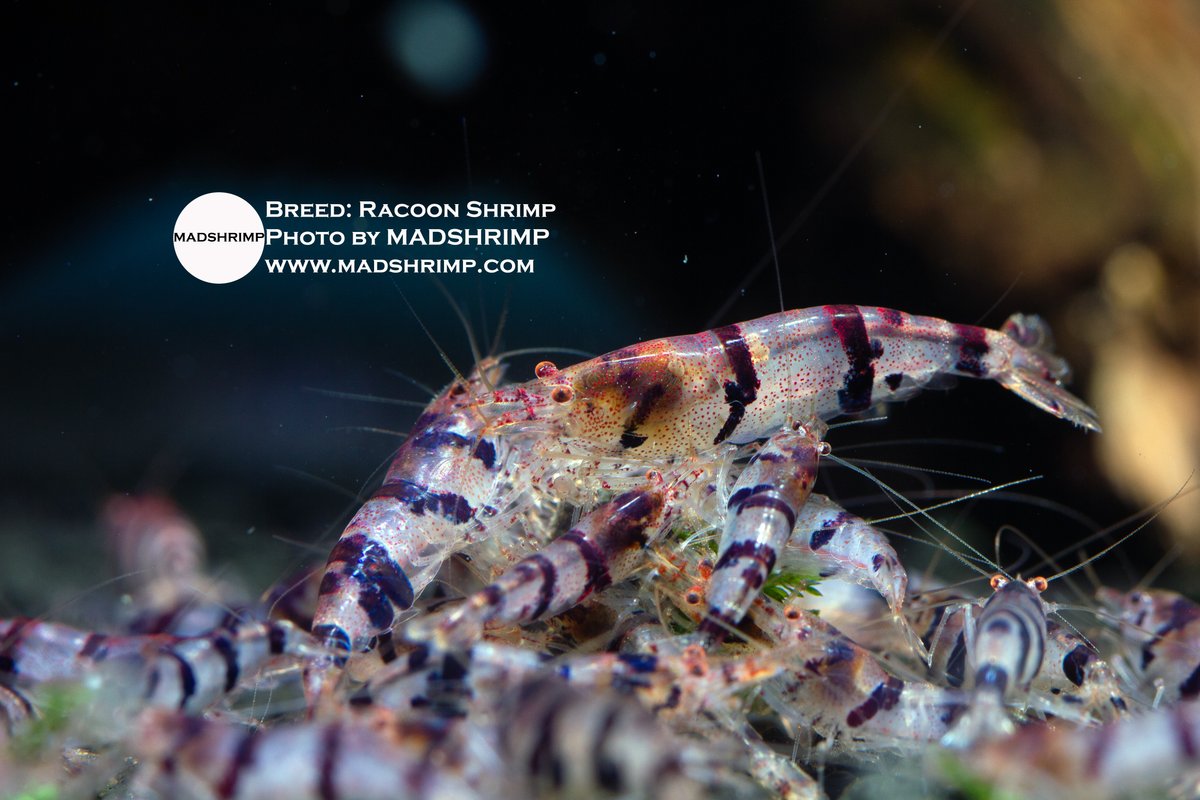 MADSHRIMP Sembawang - Racoon Shrimp