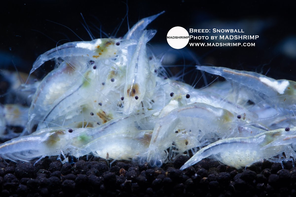 MADSHRIMP Sembawang - Snowball Shrimp