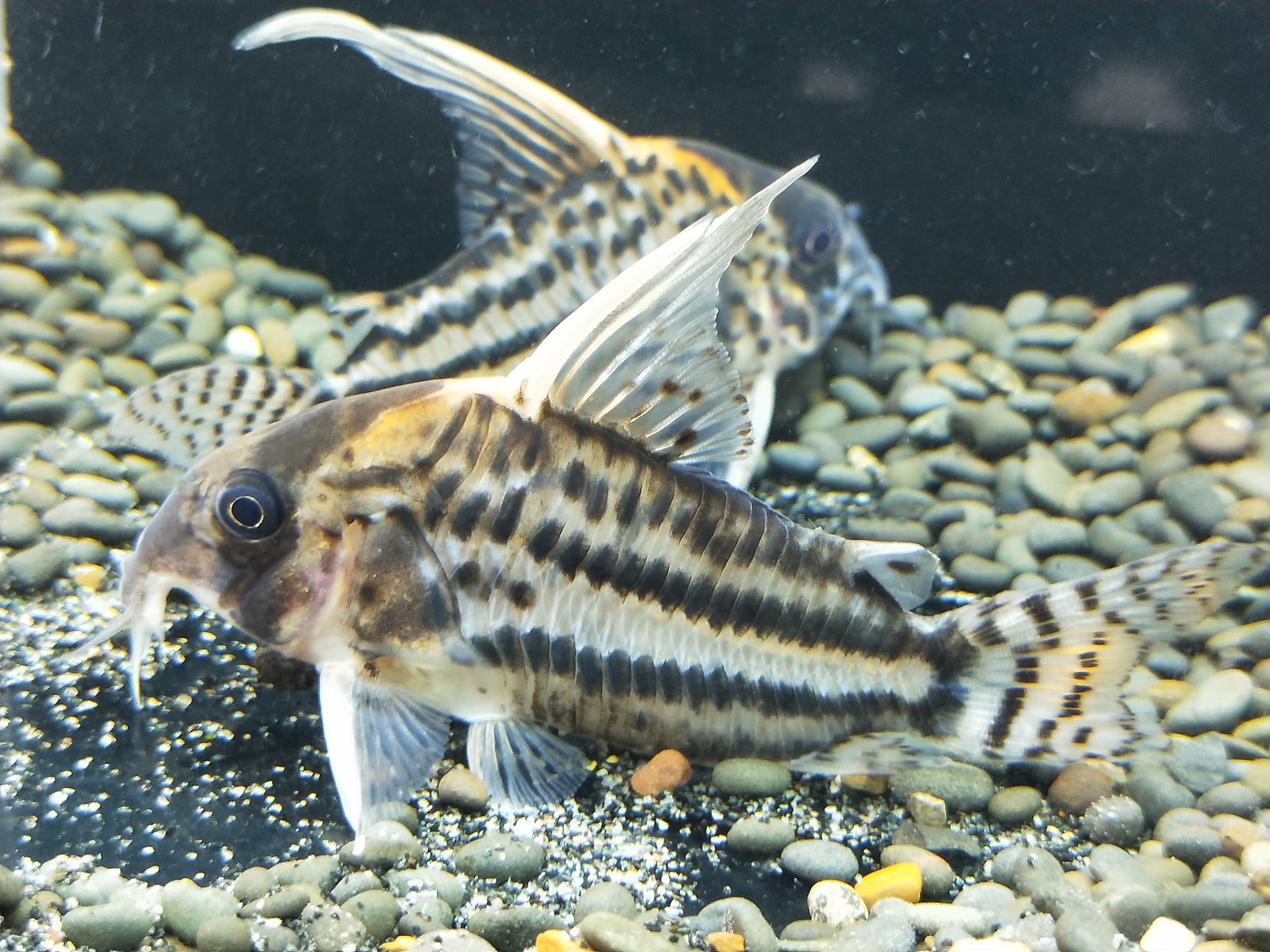 Corydoras Schwartzi