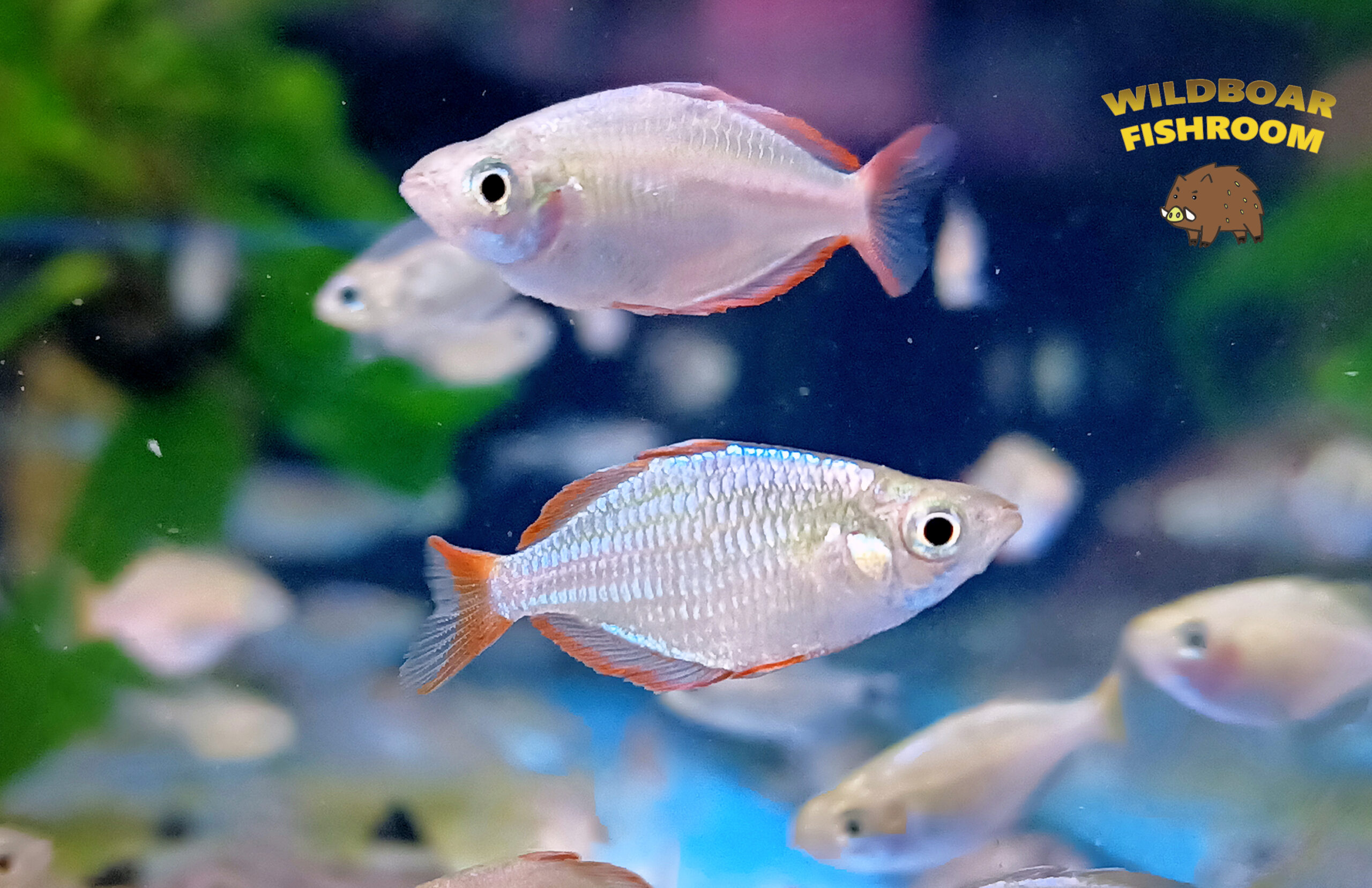 Wildboar Fishroom Bukit Timah - Dwarf neon rainbow (Melanotaenia praecox)