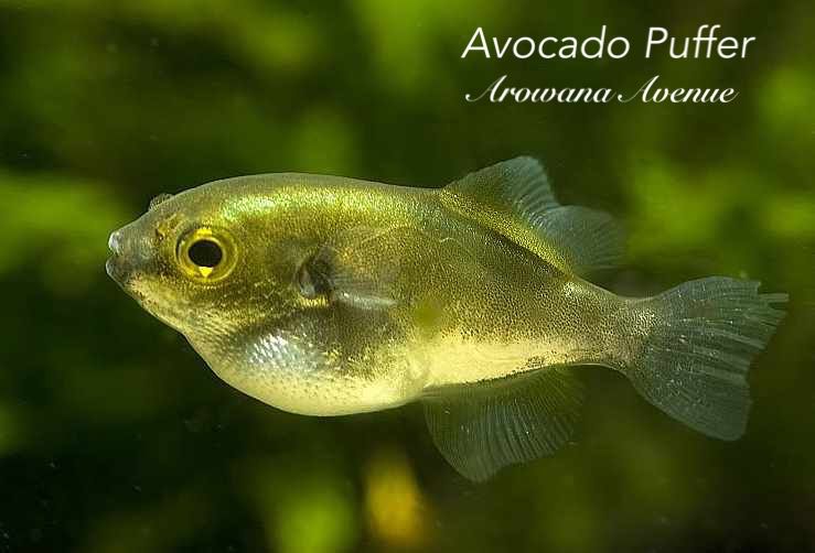 Arowana Avenue Clementi - Avocado Puffer