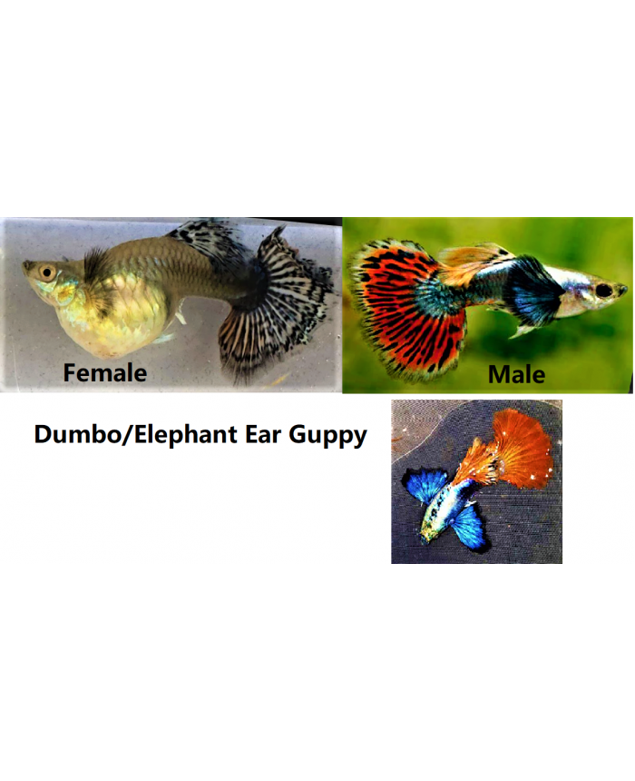 OTF Aquarium Pasir Ris - Dumbo/Elephant Ear Guppy
