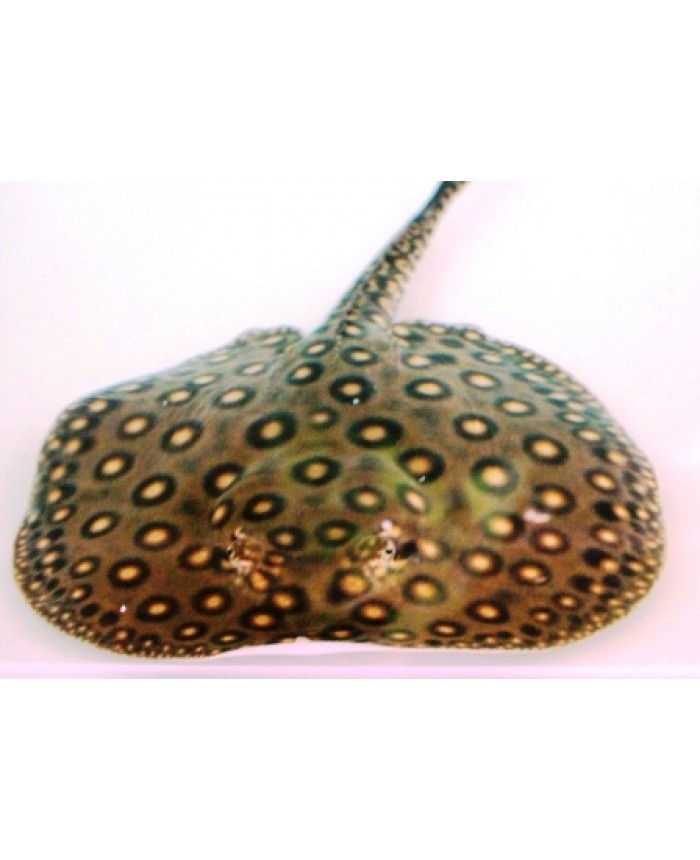 OTF Aquarium Pasir Ris - Juvenile Hybrid A grade Stingray @ +/-12cm size