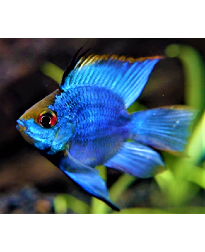 OTF Aquarium Pasir Ris - Dwarf/ Short Body - Metallic Electric Blue Ram