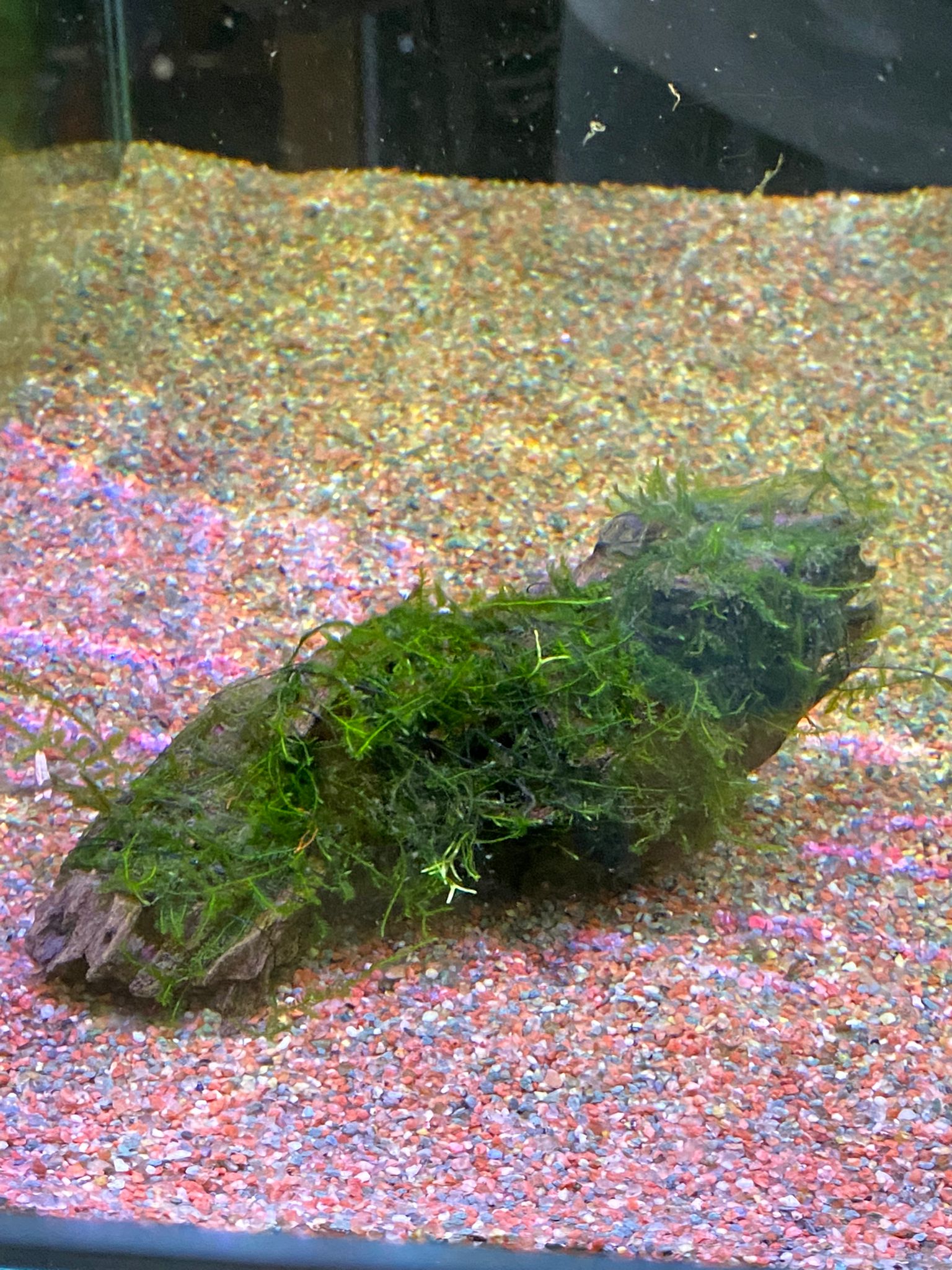 AngelHub Aquatics Boon Keng - Java Moss on Wood