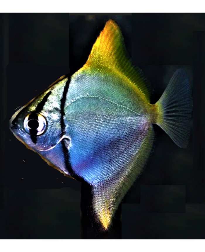 OTF Aquarium Pasir Ris - Mono Angel Fish