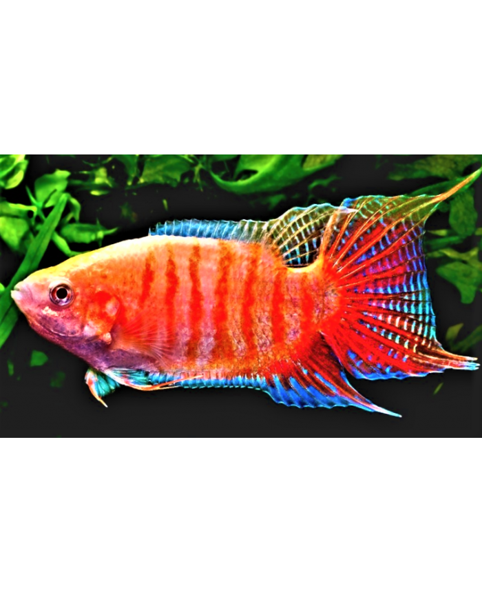 Buy Paradise Gourami, Fish & Livestock Online in Singapore