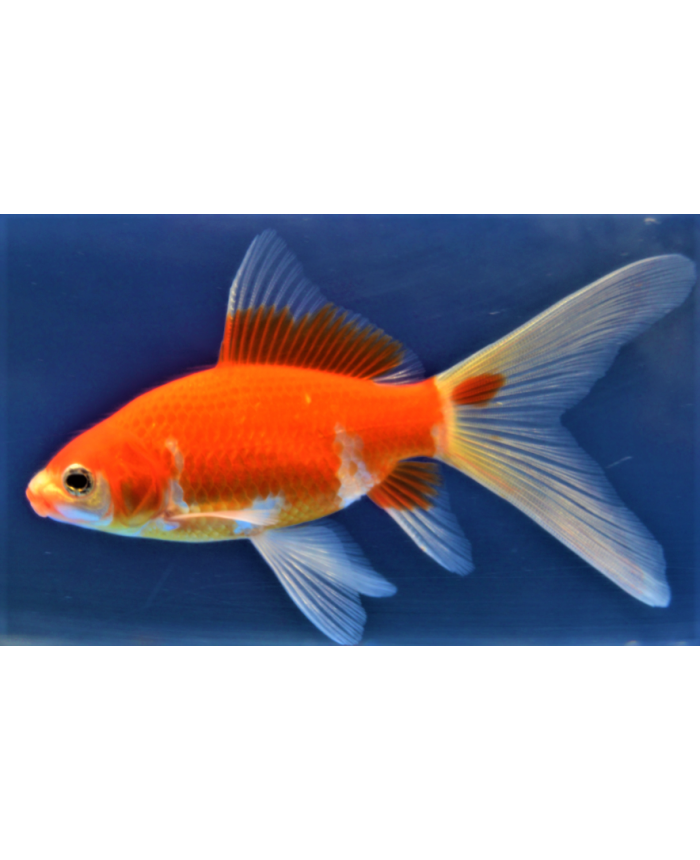 OTF Aquarium Pasir Ris - Red Shubunkin Goldfish