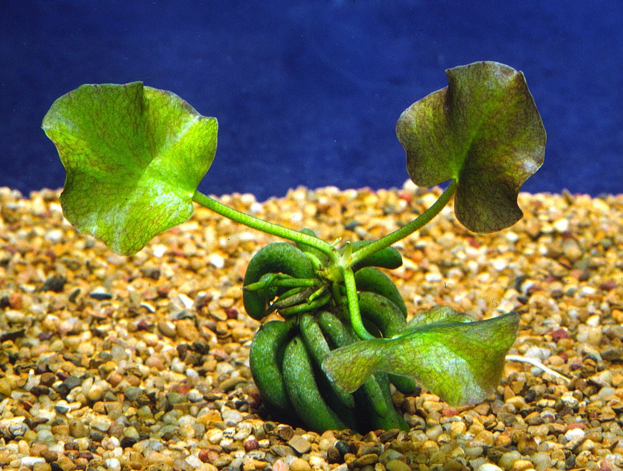 Buy Banana Plant (Nymphoides Aquatica), Fish & Aquatic Plants Online in ...