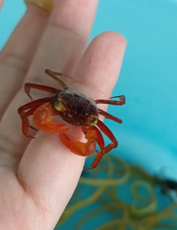 Buy Mandarin Vampire Crab ( OO-3278 ), Fish & Livestock Online in Singapore