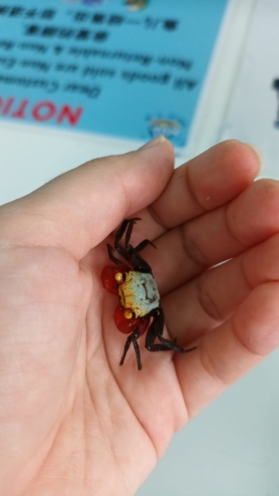 Qian Hu Jalan Lekar - Rainbow Vampire Crab ( OO-3278 )