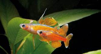 AngelHub Aquatics Boon Keng - Paskai Pseudomugil Red Neon Blue Eyed M
