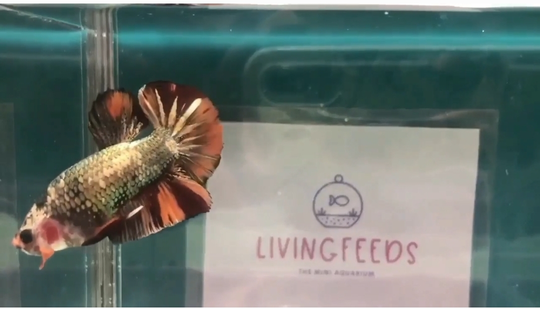 Buy COPPER NEMO 🧡 , Fish & Livestock Online in Singapore
