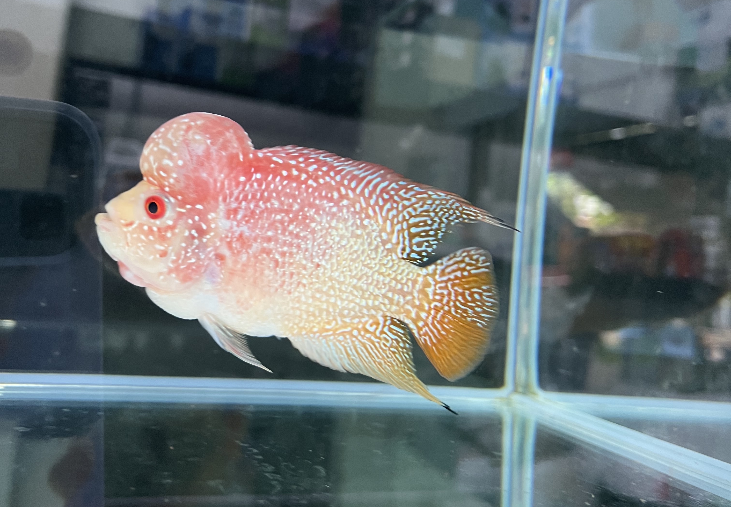 EASY Aquarium SG Changi - Flowerhorn (Golden Base)
