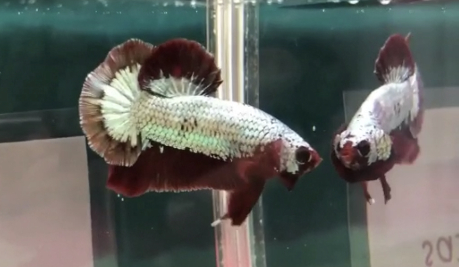 Livingfeeds Bukit Timah - Snow White Dragon Betta