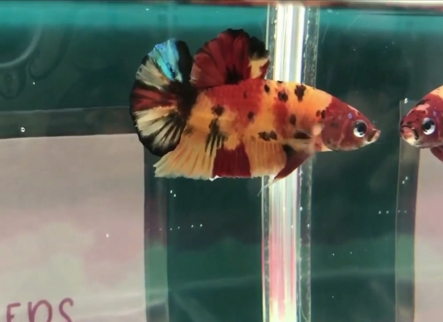 Livingfeeds Bukit Timah - CNY TIGER NEMO