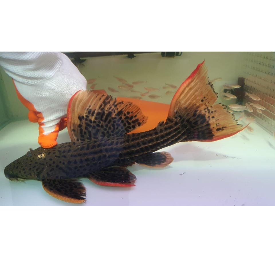 FishList by DesmondLim Teck Whye - L25 Pleco