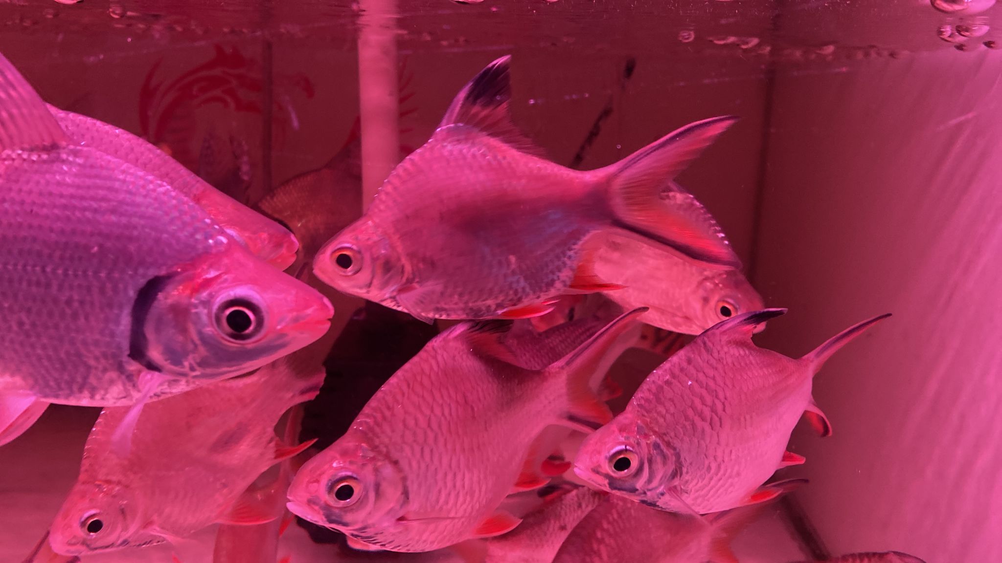 Blue Crystal Aquarium Serangoon - SN Tin Foil Barb