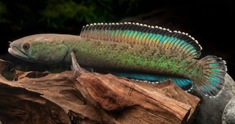 AngelHub Aquatics Boon Keng - [Pre order] Channa sp. Emerald Green