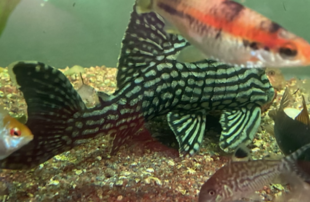 AngelHub Aquatics Boon Keng - L330 Watermelon Pleco
