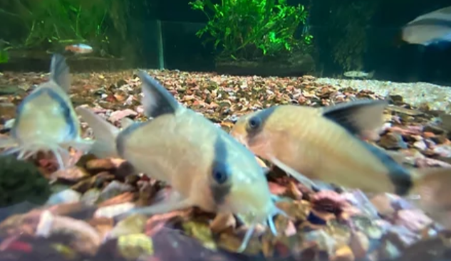 AngelHub Aquatics Boon Keng - Mask Corydoras