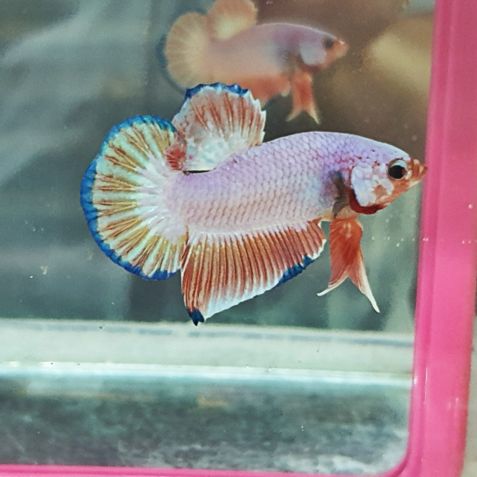 MyBetta (Tan Aquarium) Kallang Lavender - Flamingo Blue Banding Betta