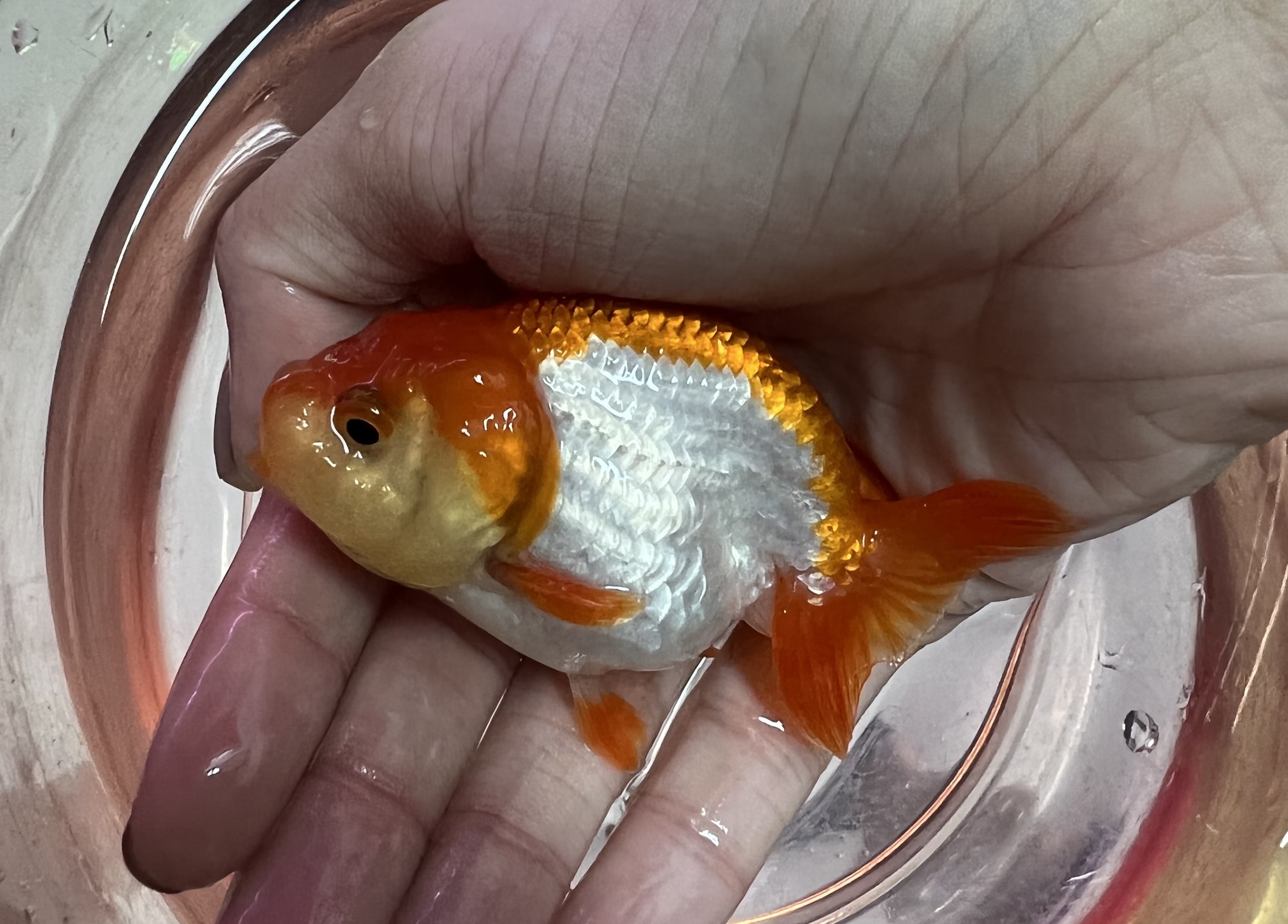 EASY Aquarium SG Changi - Thailand Ranchu