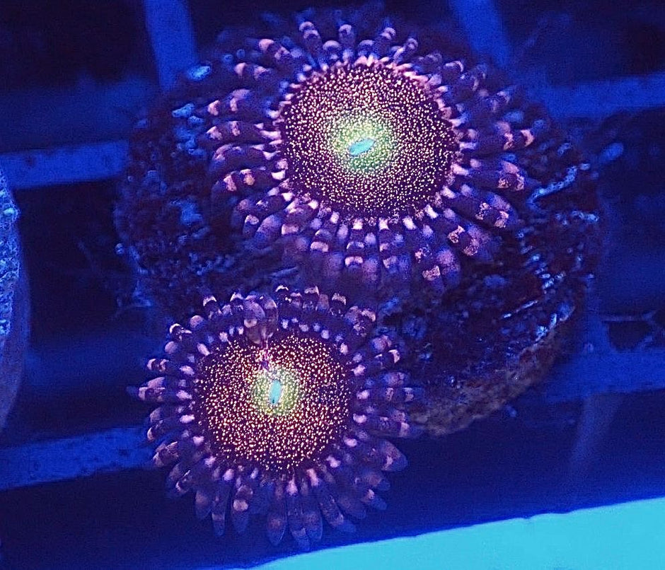 Iwarna Aquarium Pasir Ris Changi - Galaxy Mohawk Zoanthids
