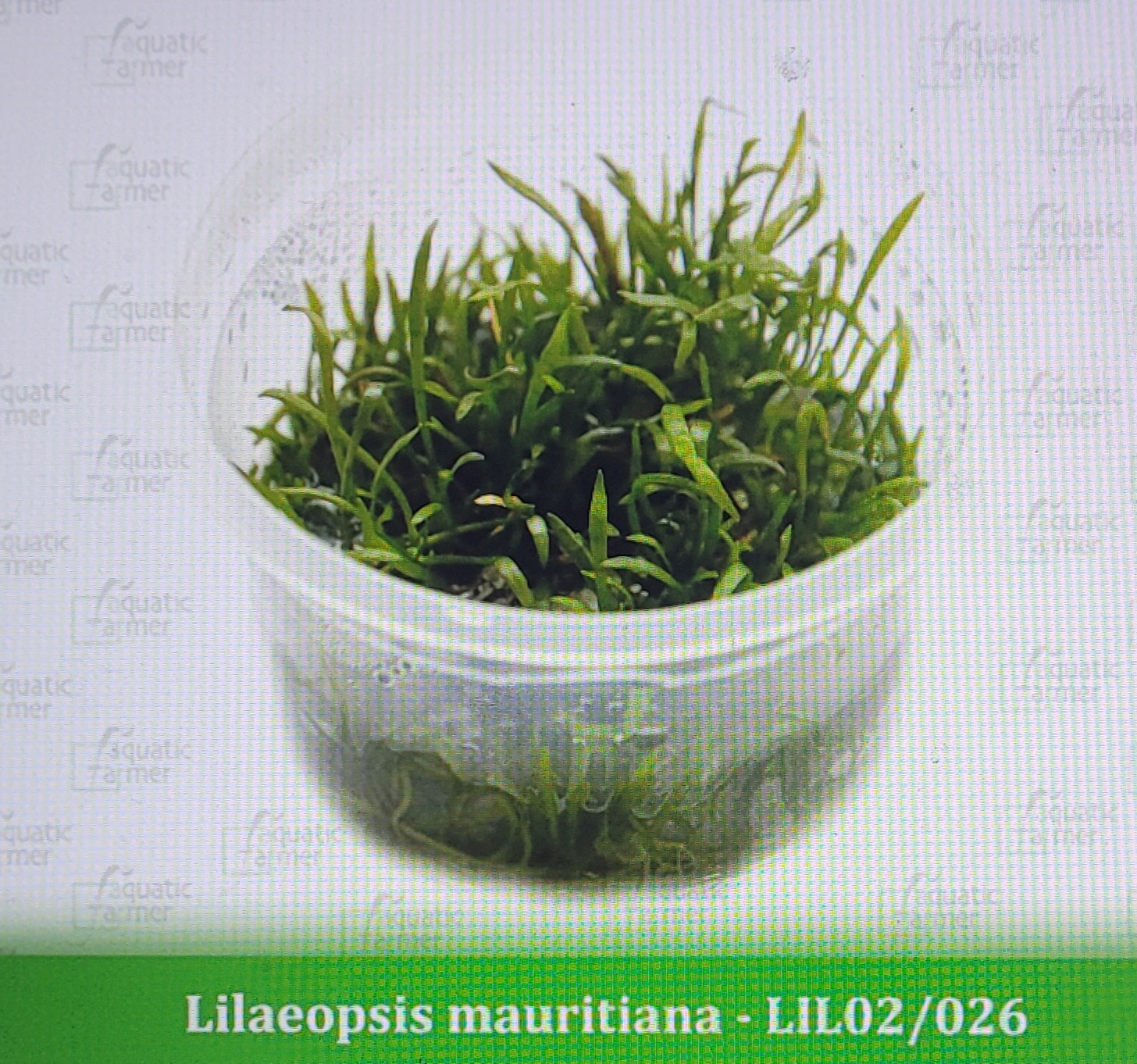 Buy Aquatic Farmer - Lilaeopsis Mauritiana, Fish & Aquatic Plants ...