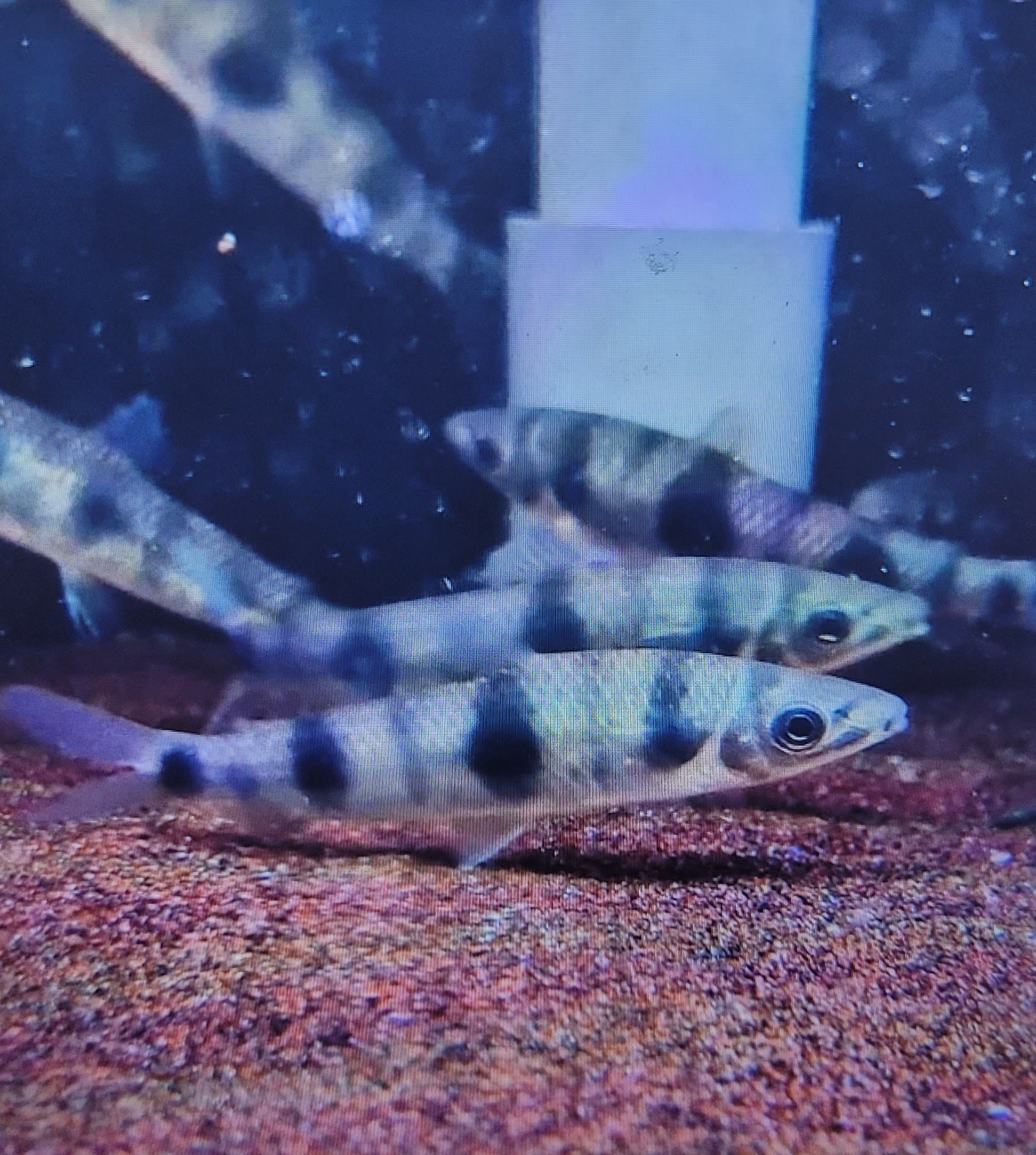 Iven Betta Bukit Timah Clementi - Leporinus Maculatus