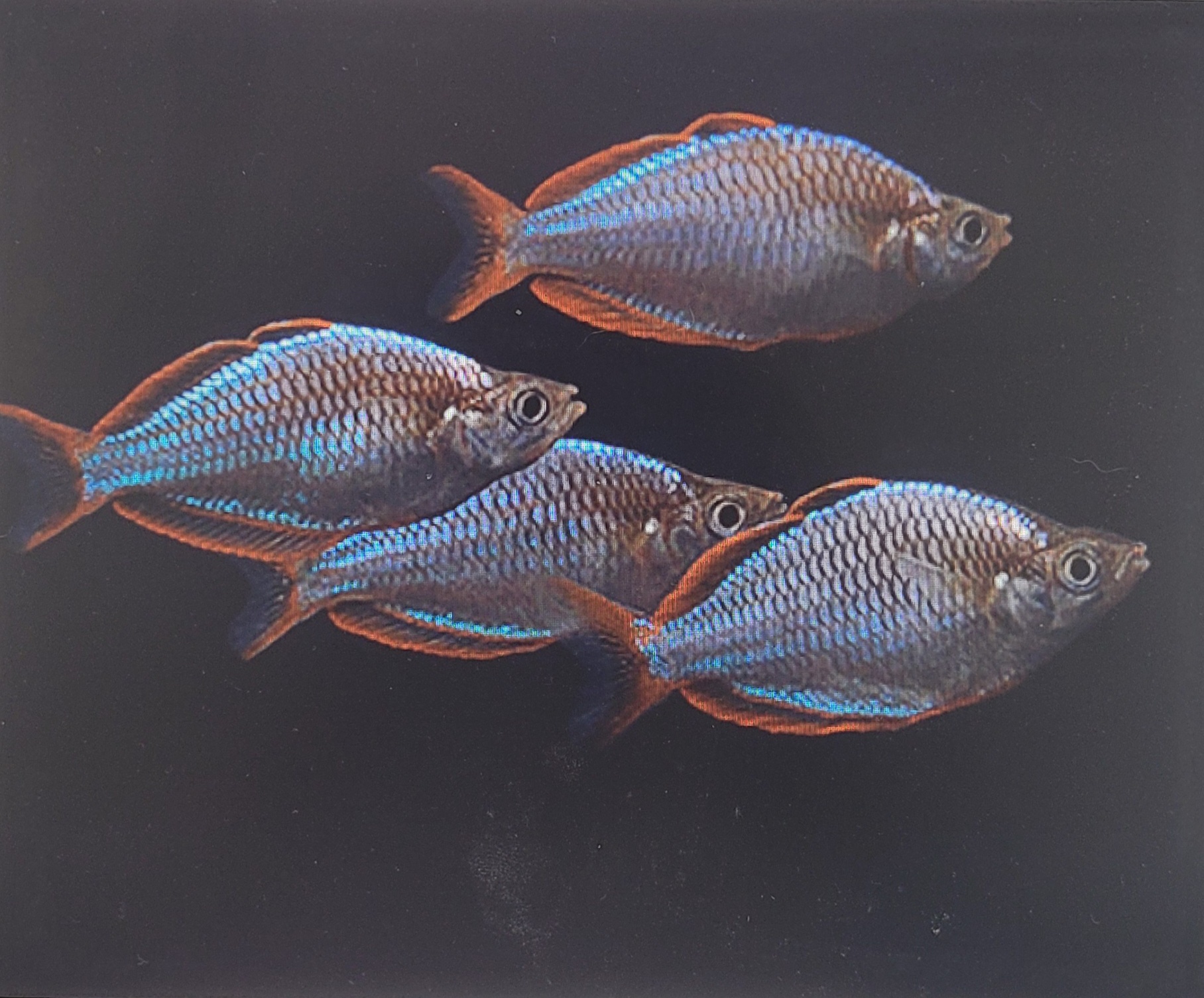 Iven Betta Bukit Timah Clementi - Neon Dwarf Rainbowfish (Melanotaenia ...