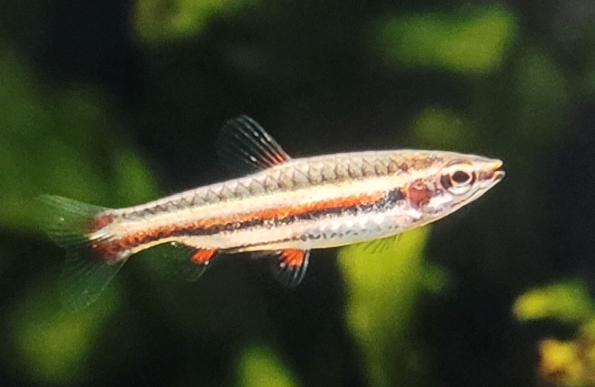 Iven Betta Bukit Timah Clementi - Dwarf Pencilfish (Nannostomus Marginatus)