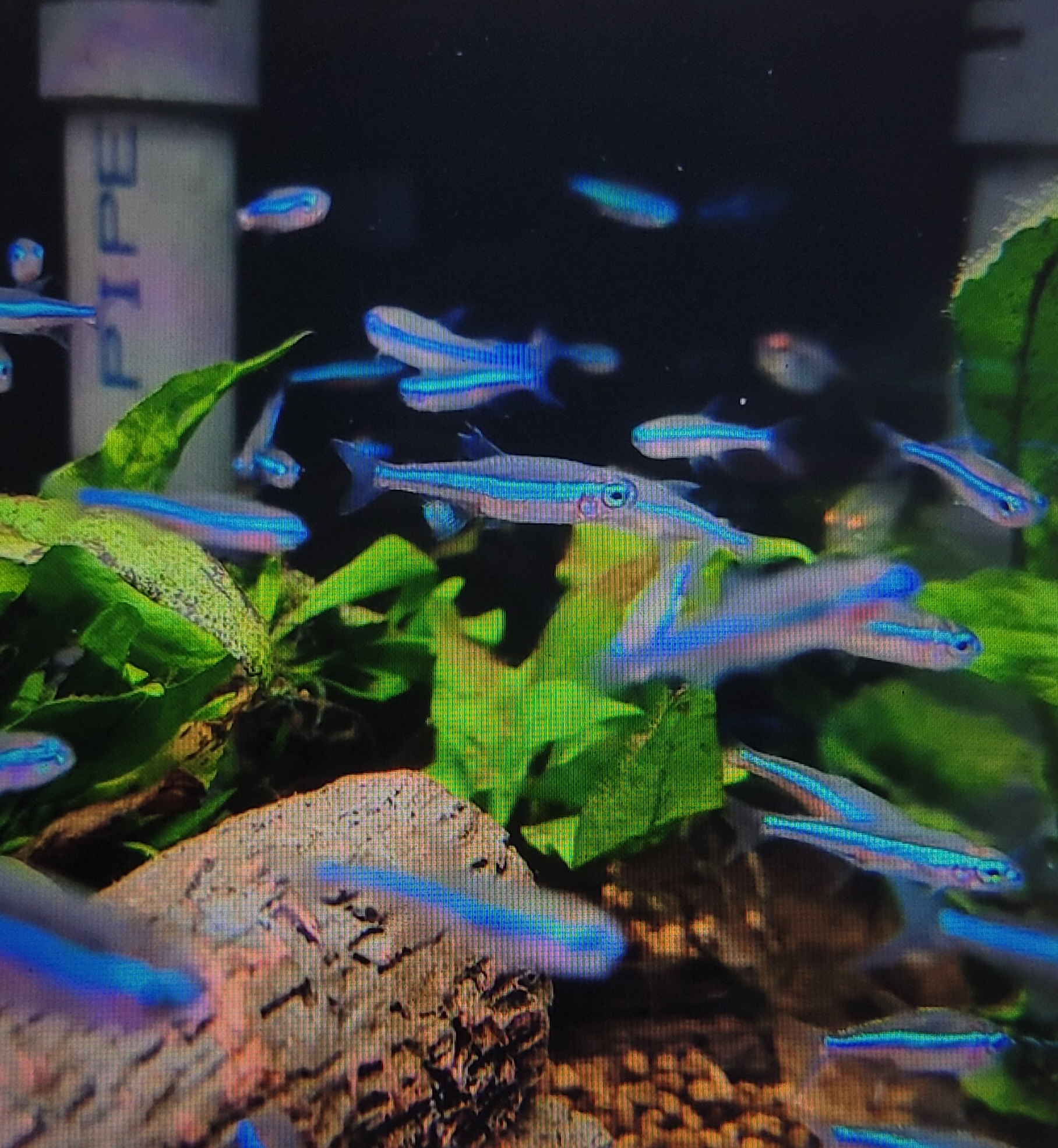 Iven Betta Bukit Timah Clementi - Green Neon Tetra (Paracheirodon Simulans)