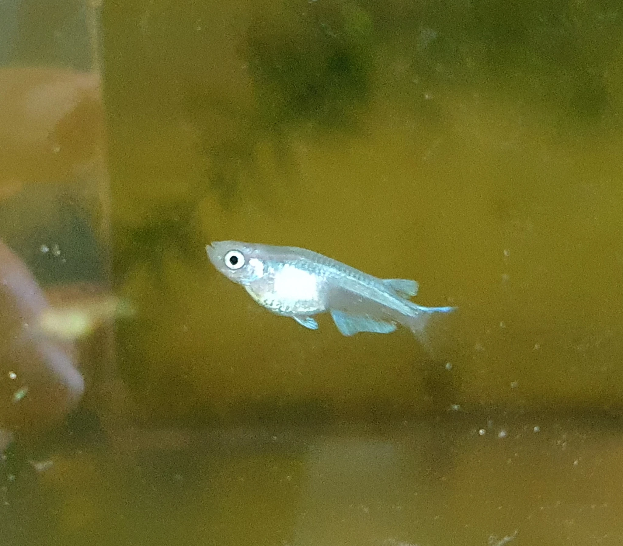 FishList by DesmondLim Teck Whye - Platinum rice fish